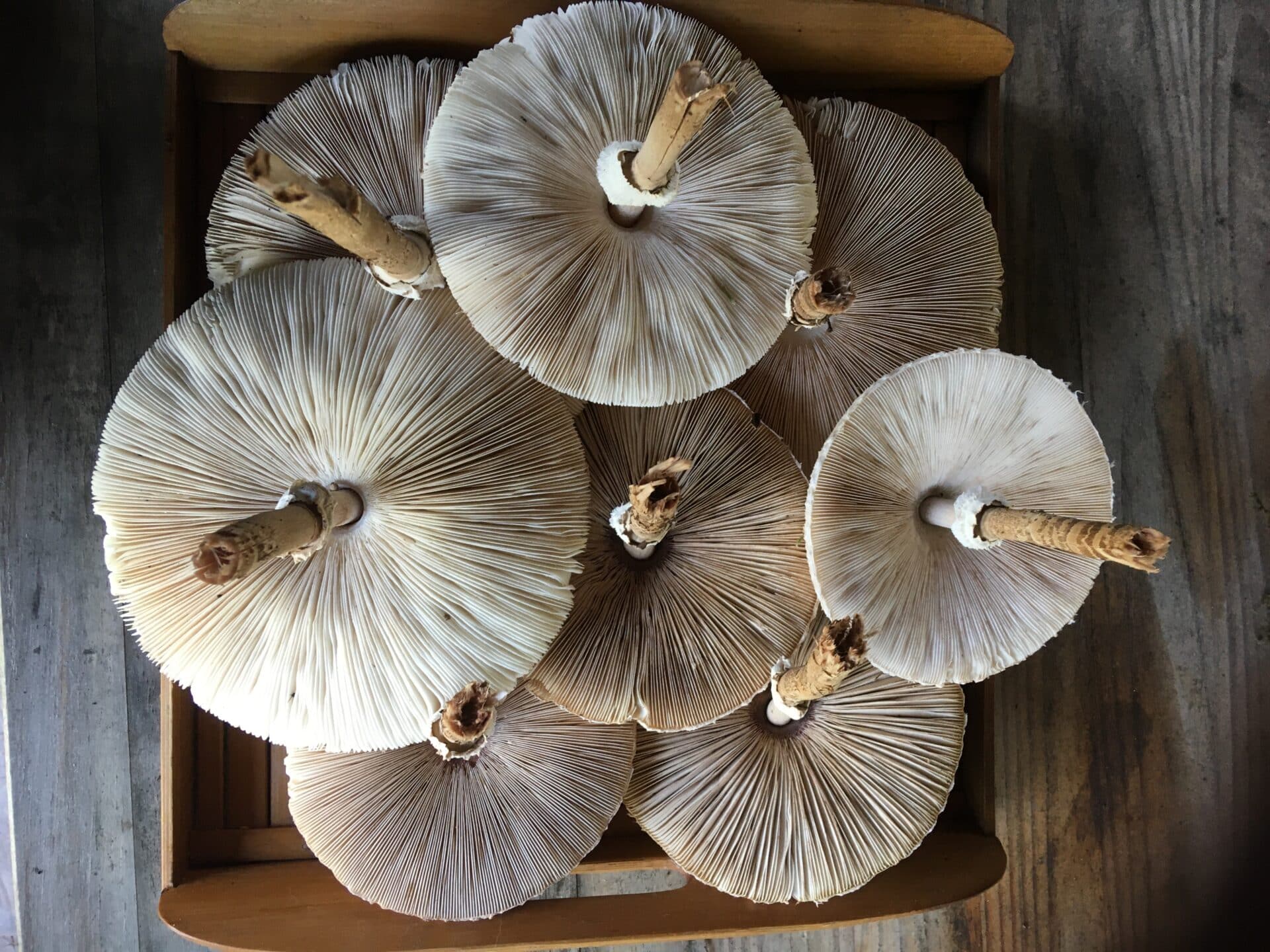 Európai gomba, a rejtett gyöngyszem – Így bánj jól a gombával