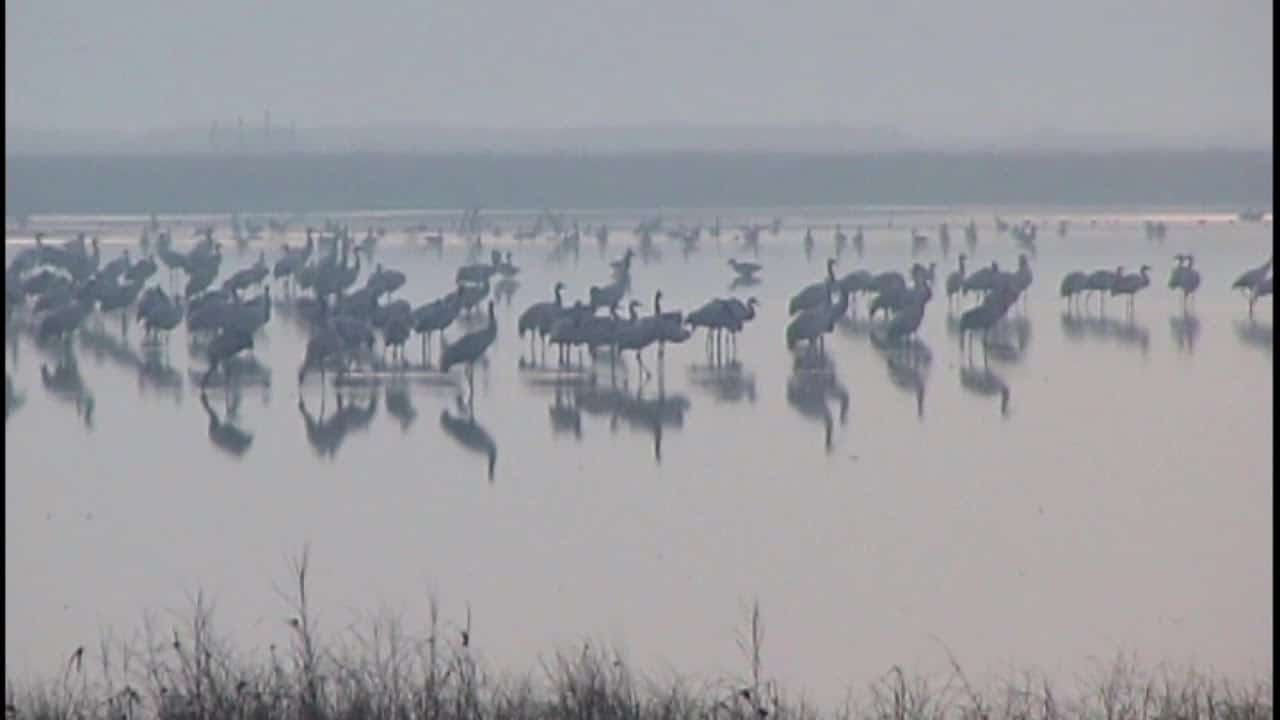 TERMÉSZET HÍREI (2025. november 18.) - Kecskeméti Médiacentrum