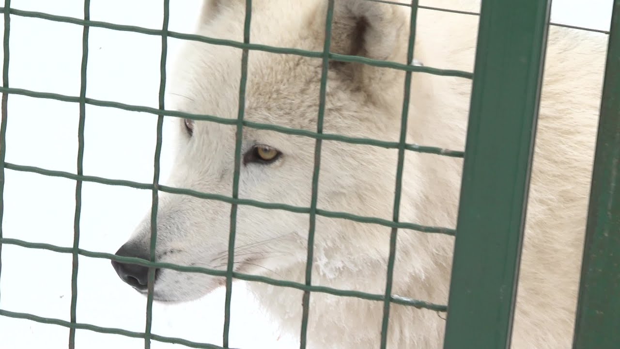 A szibériai tigris szereti, míg a gyűrűsfarkú makik nem kedvelik a ...