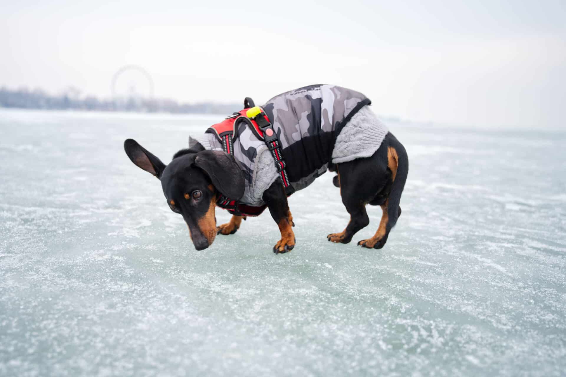 A befagyott Balatonnál jártunk